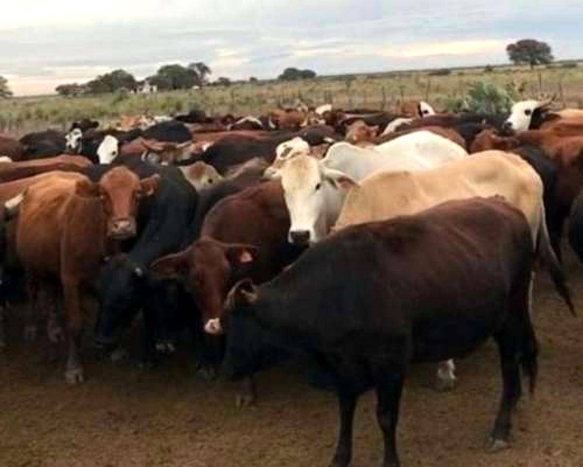 Rodeo 70 Vacas Invernada Gorda 390 Kg $210+ IVA - Agroads