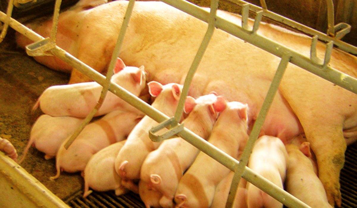 Burlanda de Maíz Seca (ddgs) Lasna Insumos - Agroads