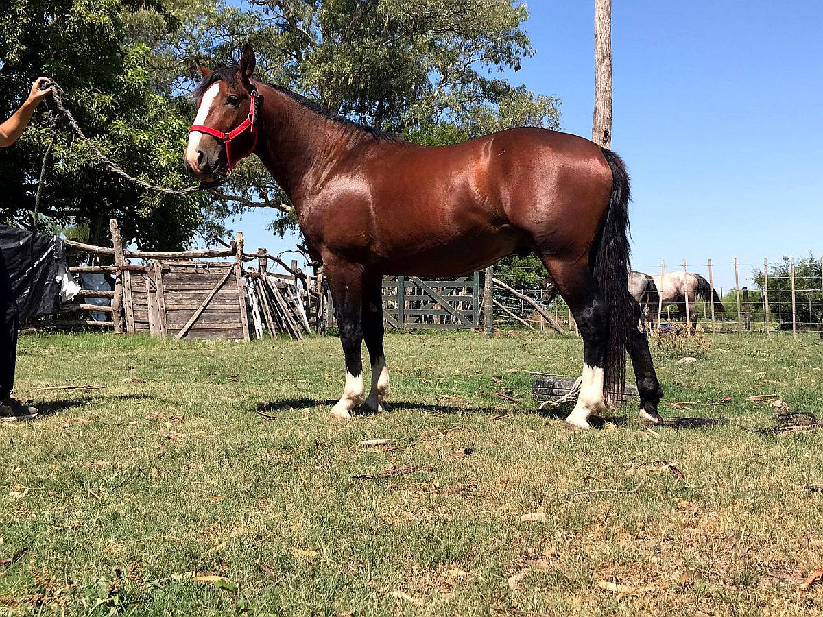 Potro Criollo Inscripto en SRA - Agroads