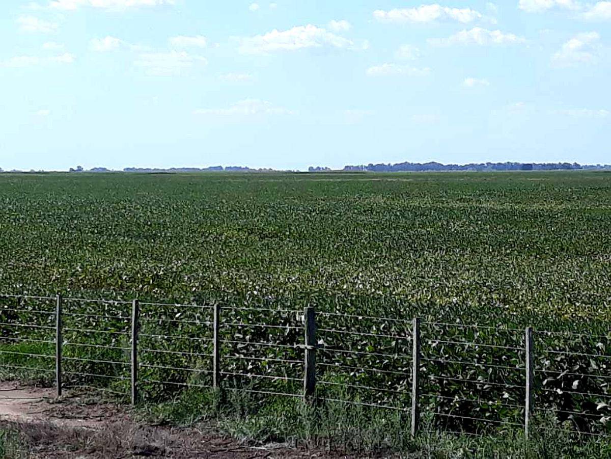 Vende 1000 Hectareas 9 de Julio. 1000 hectáreas. - Agroads