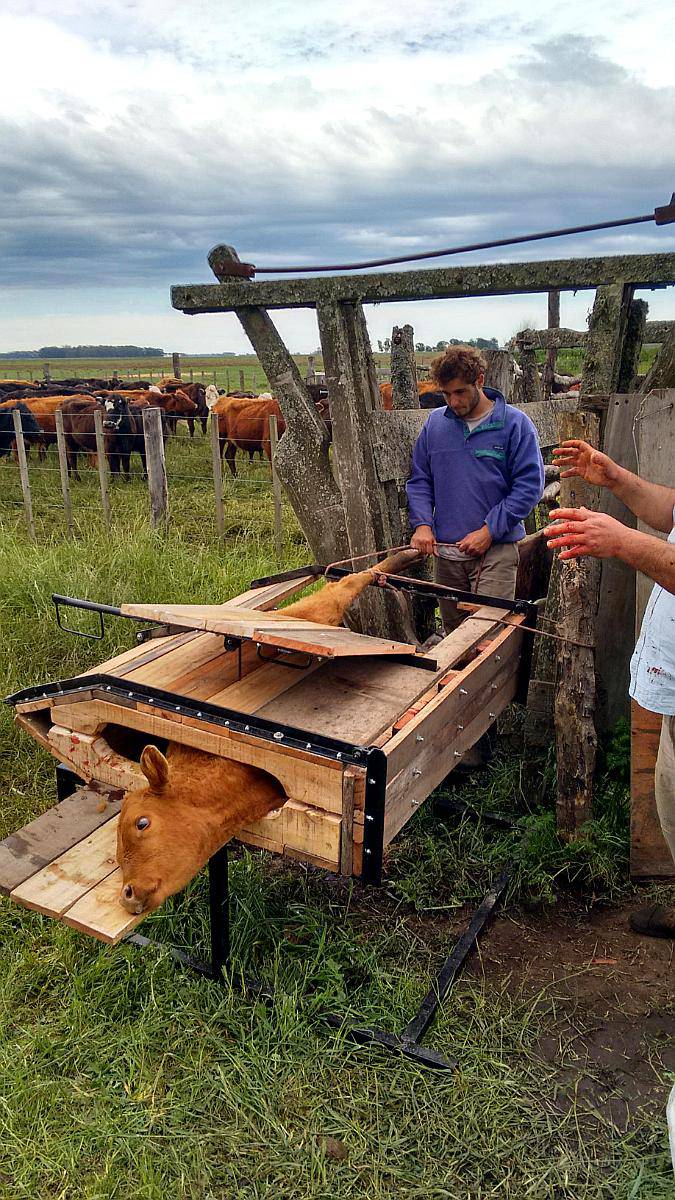Capador, Volteador de Terneros, Yerra. - $ 50.000 - Agroads