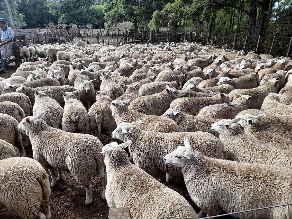 Corderas, Borregas y Ovejas Texel. - Agroads
