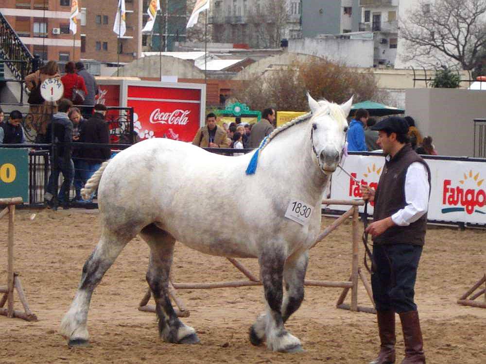 Caballos Percherones Padrillos Percheron - Agroads