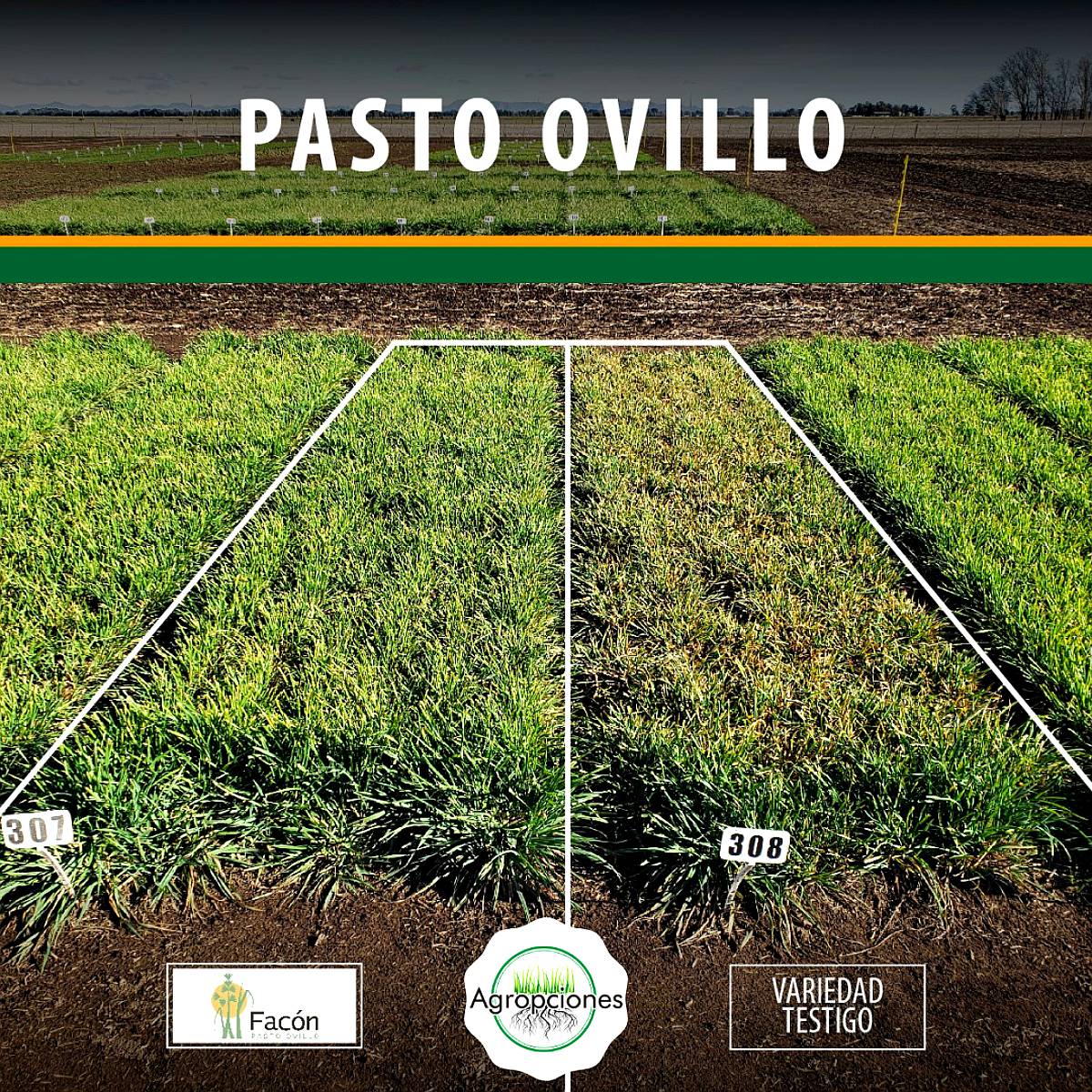 Semilla de Pasto Ovillo Facon - Criadero el Cencerro - Agroads