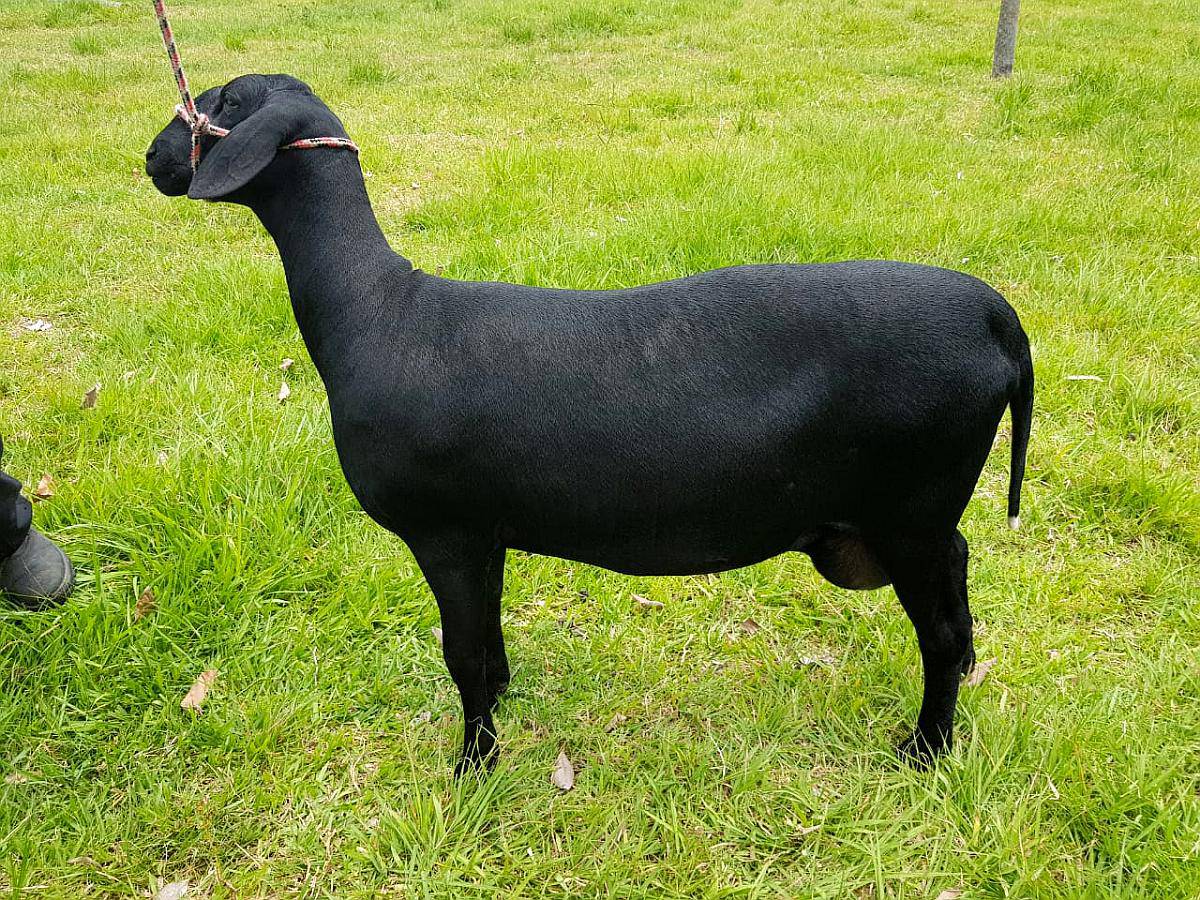 Ovinos Santa Ines PP, Cabaña el Luchador. - Agroads