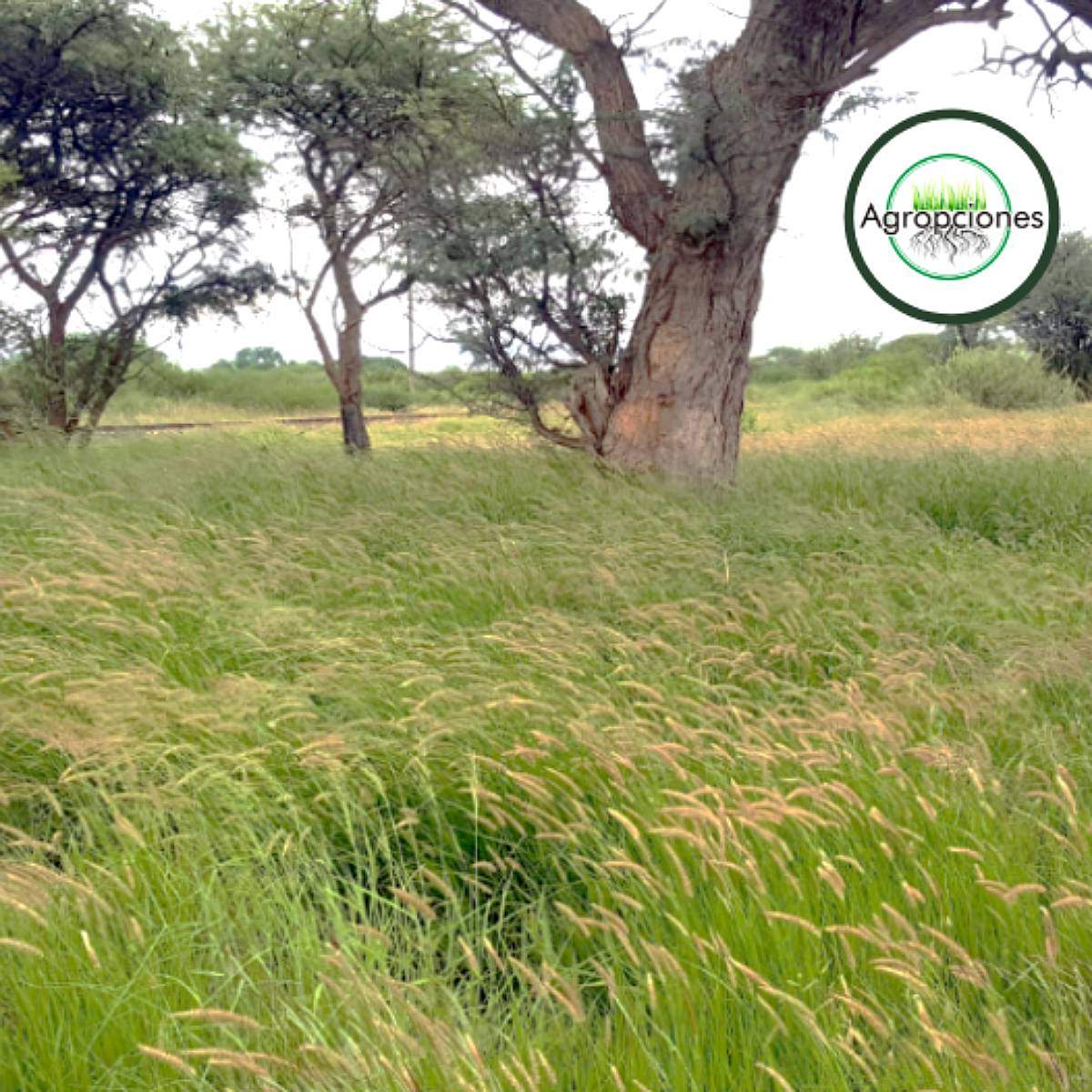 Semilla de Buffel Grass CV Molopo - Agroads