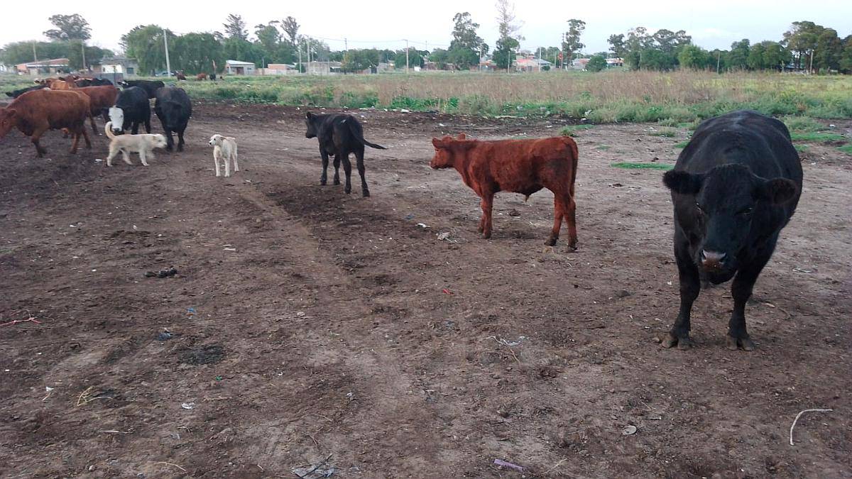 Vendo Rodeo de Vacas de 31 Cabezas(vacas Toro y Terneros - Agroads