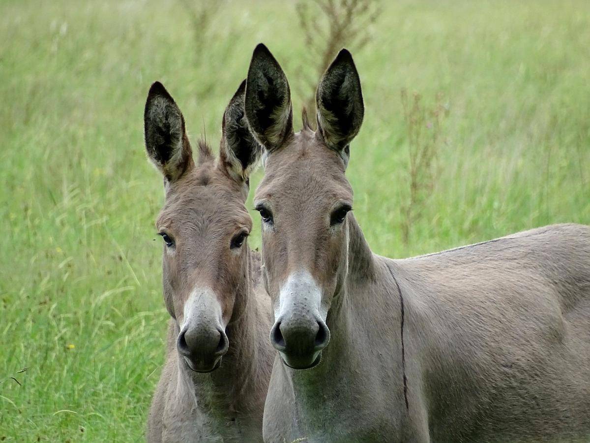 Burros de Raza Provenza - Agroads