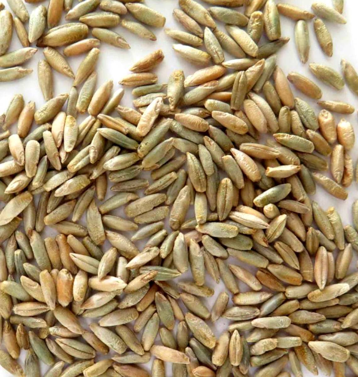 Semilla de Centeno Don Enrique - $ 499 - Agroads