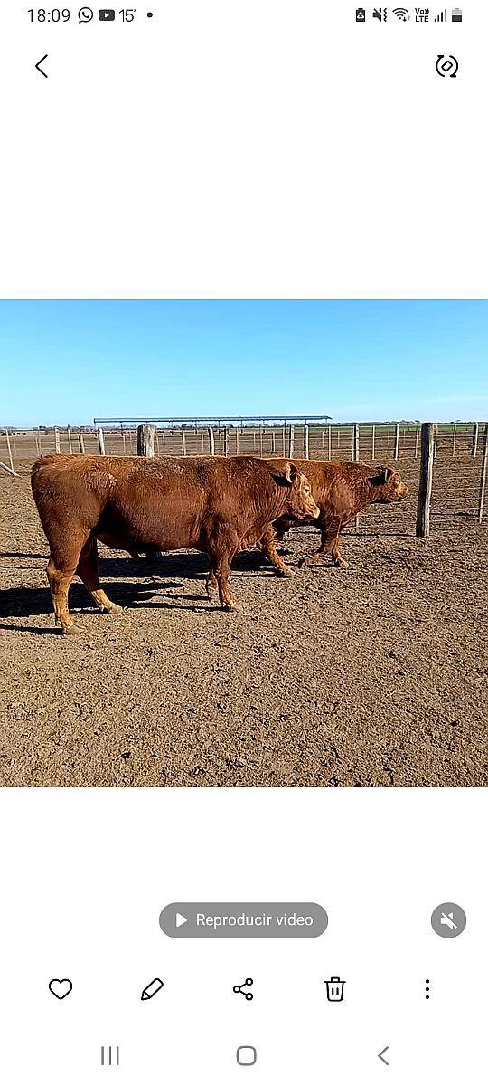 Toros Angus de 2 y 3 Años - Agroads