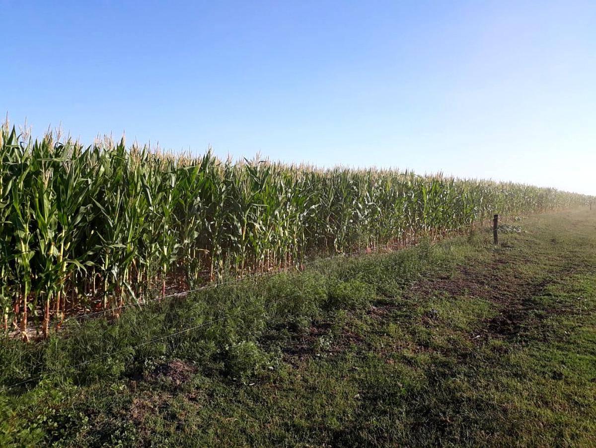 Vende 1000 Hectareas 9 de Julio. 1000 hectáreas. - Agroads