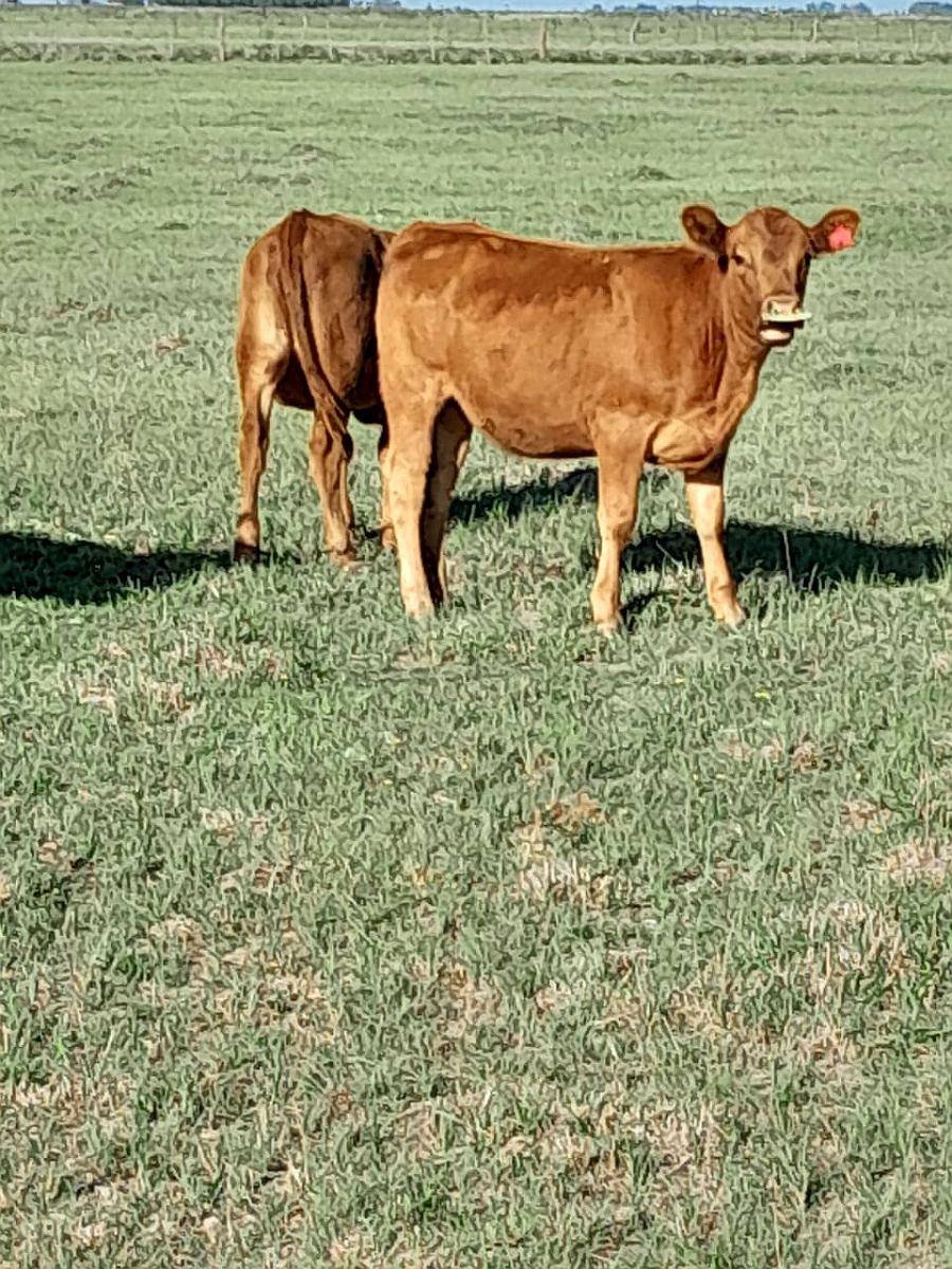 Lote de 8 Terneras y 1 Ternero - Agroads