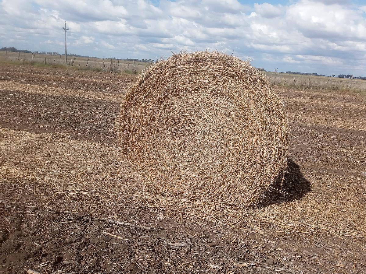 Rollos Cola Soja Zona del Valle - $ 11.000 - Agroads