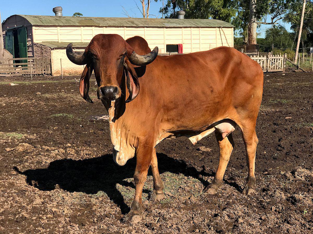 Vacas GYR para Cria. Gran Genetica - Agroads