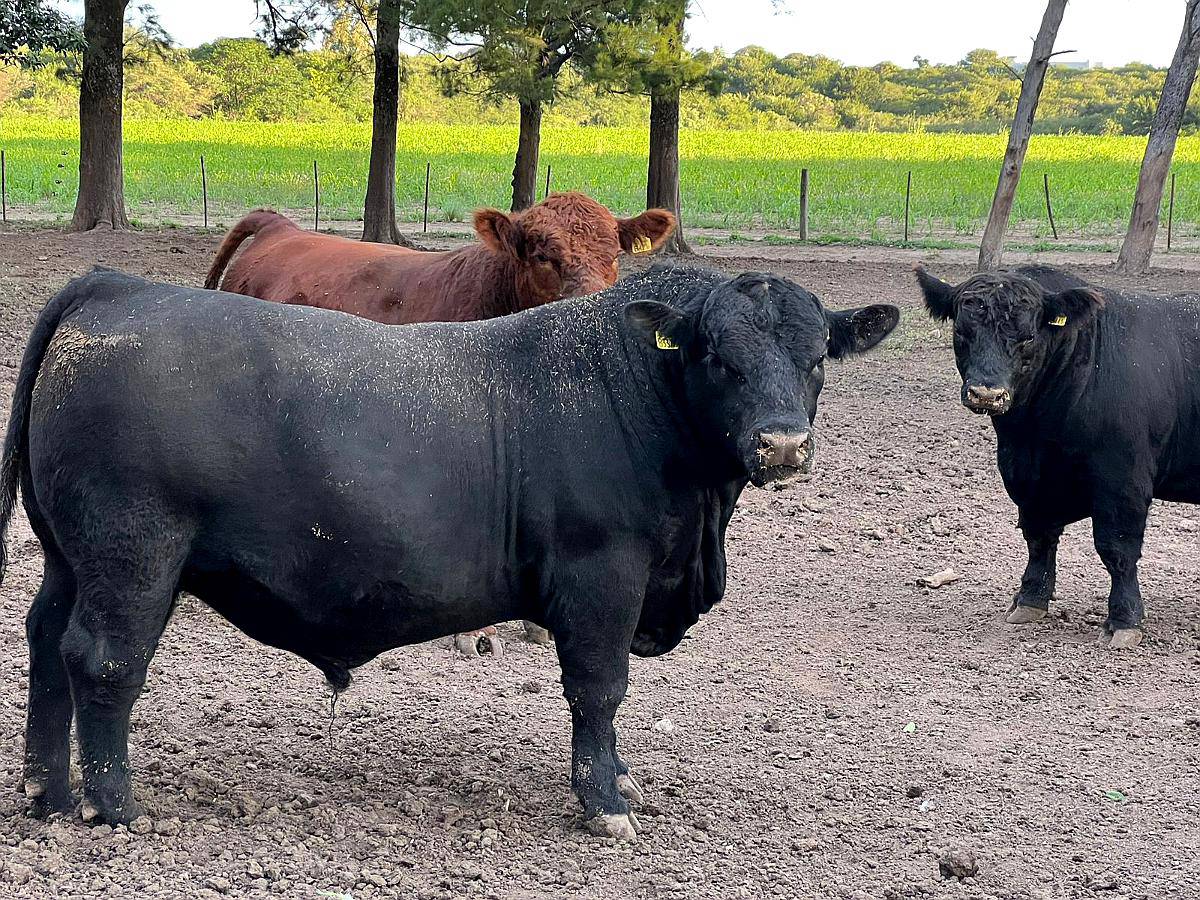 Toros Angus PP y PC Negros y Colorados - Agroads