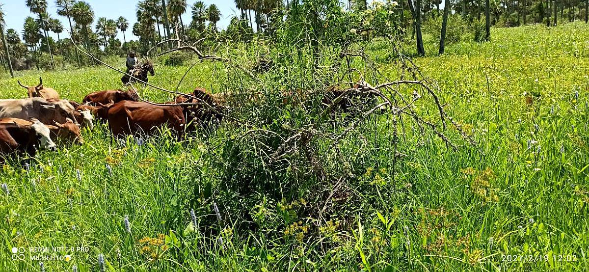 Campo 1000 Hectareas para Alquilar - $ 190.000 / ha - Agroads