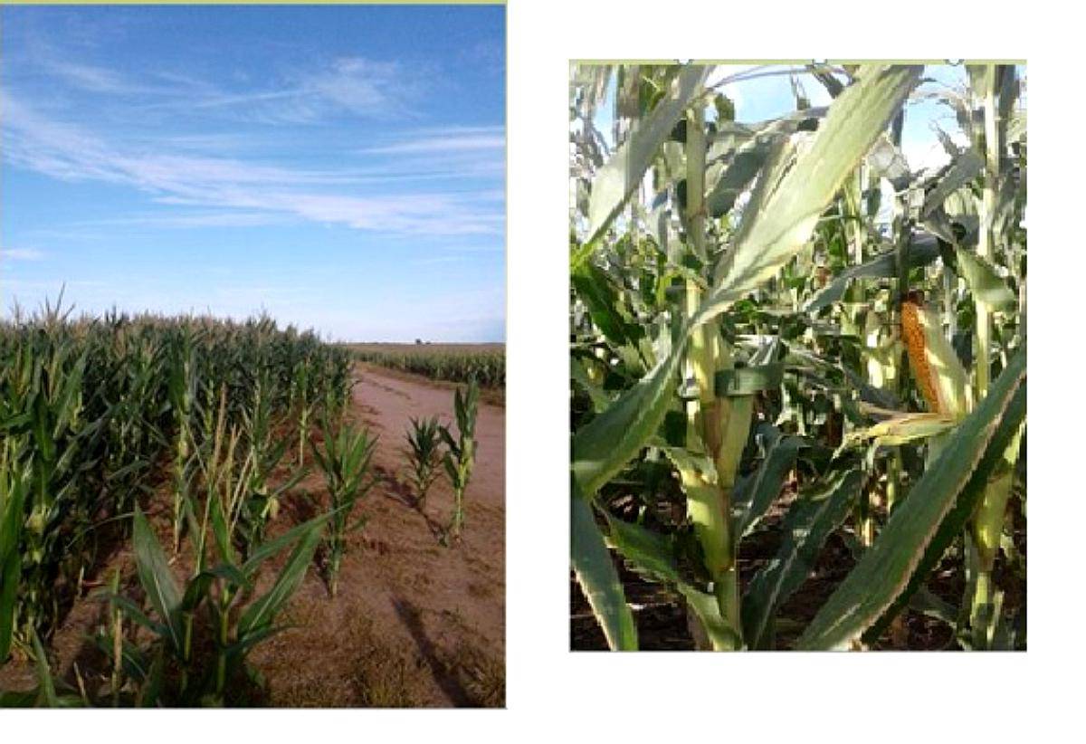 1000 Hectáreas en Catriló, Campo 100% Agrícola Invernada. 1000 ...