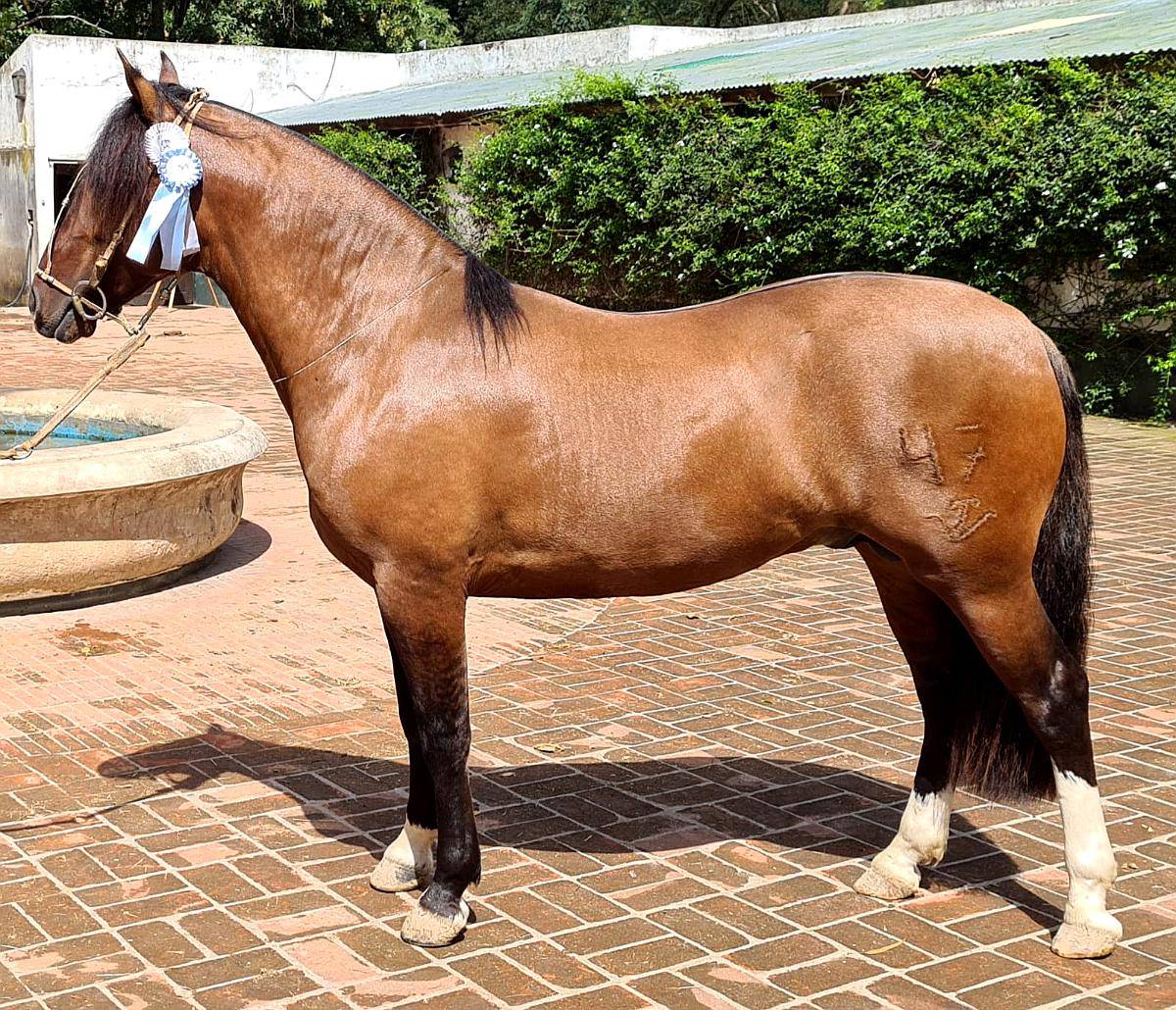 Caballo Criollo Campeón Accc - Agroads
