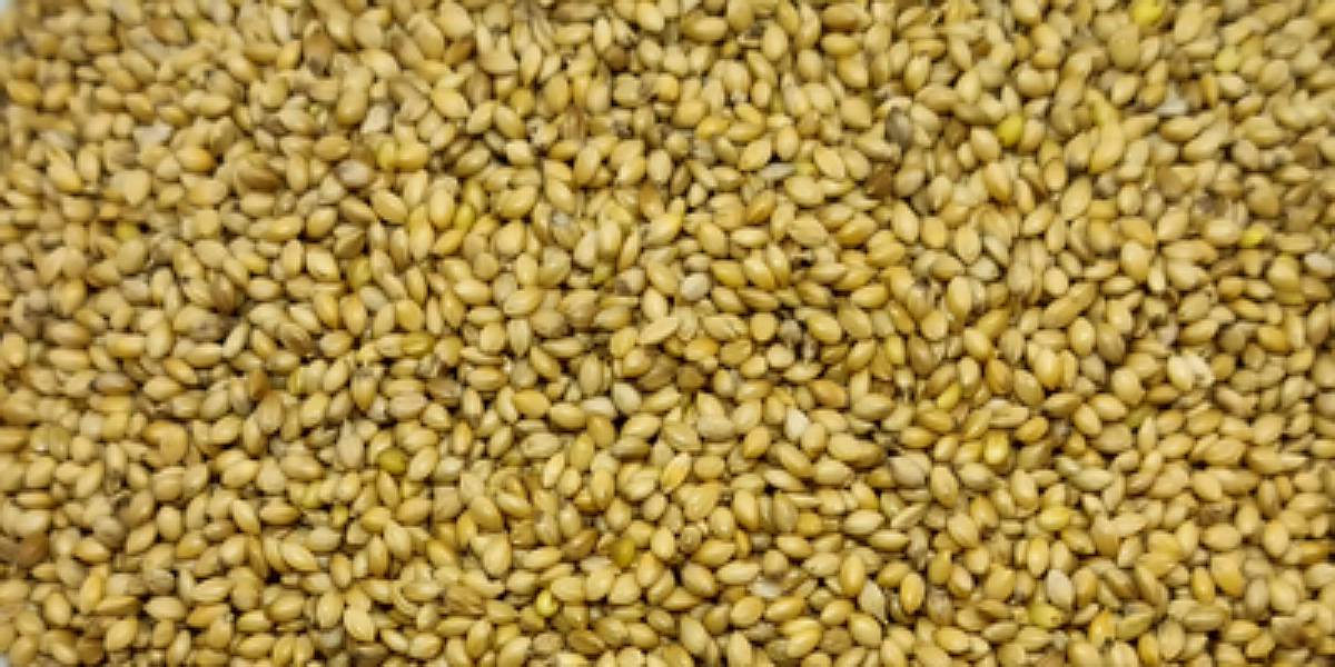 Disponemos de Semilla de Moha - Agroads