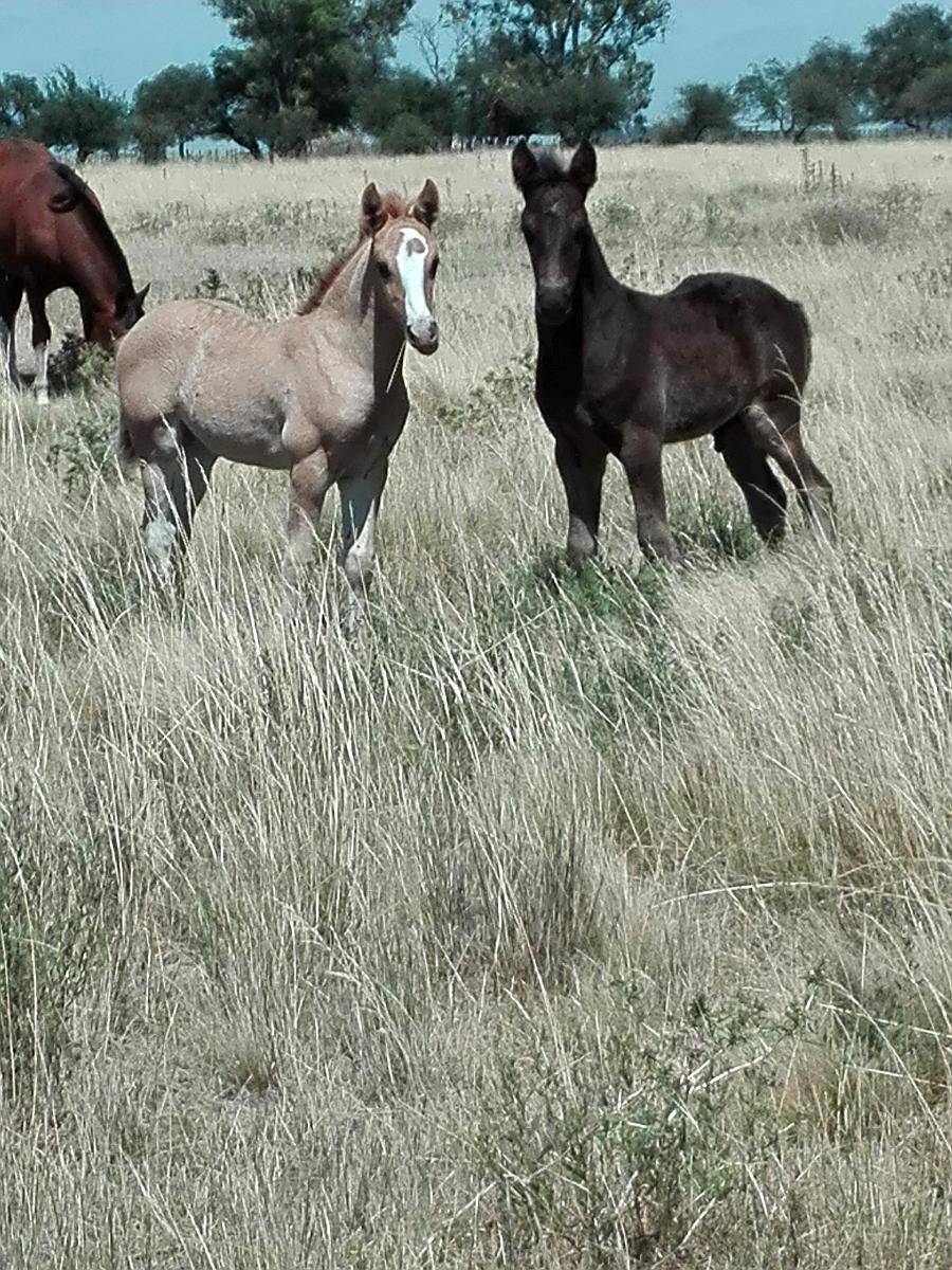 Padrillo Criollo Registrado de Trabajo - Agroads
