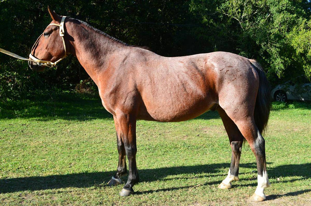 Cabayo Criollo de 8 Años - Agroads