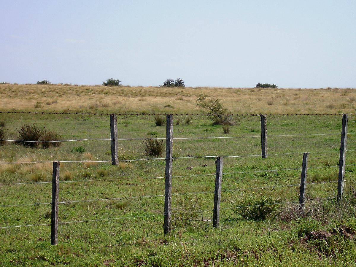 123ha en Rivera Buenos Aires 83 Agricolas 40 Ganaderas - Agroads