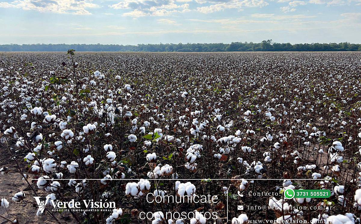 350 Has en Venta - Pcia del Chaco, Machaga. 350 hectáreas. - Agroads