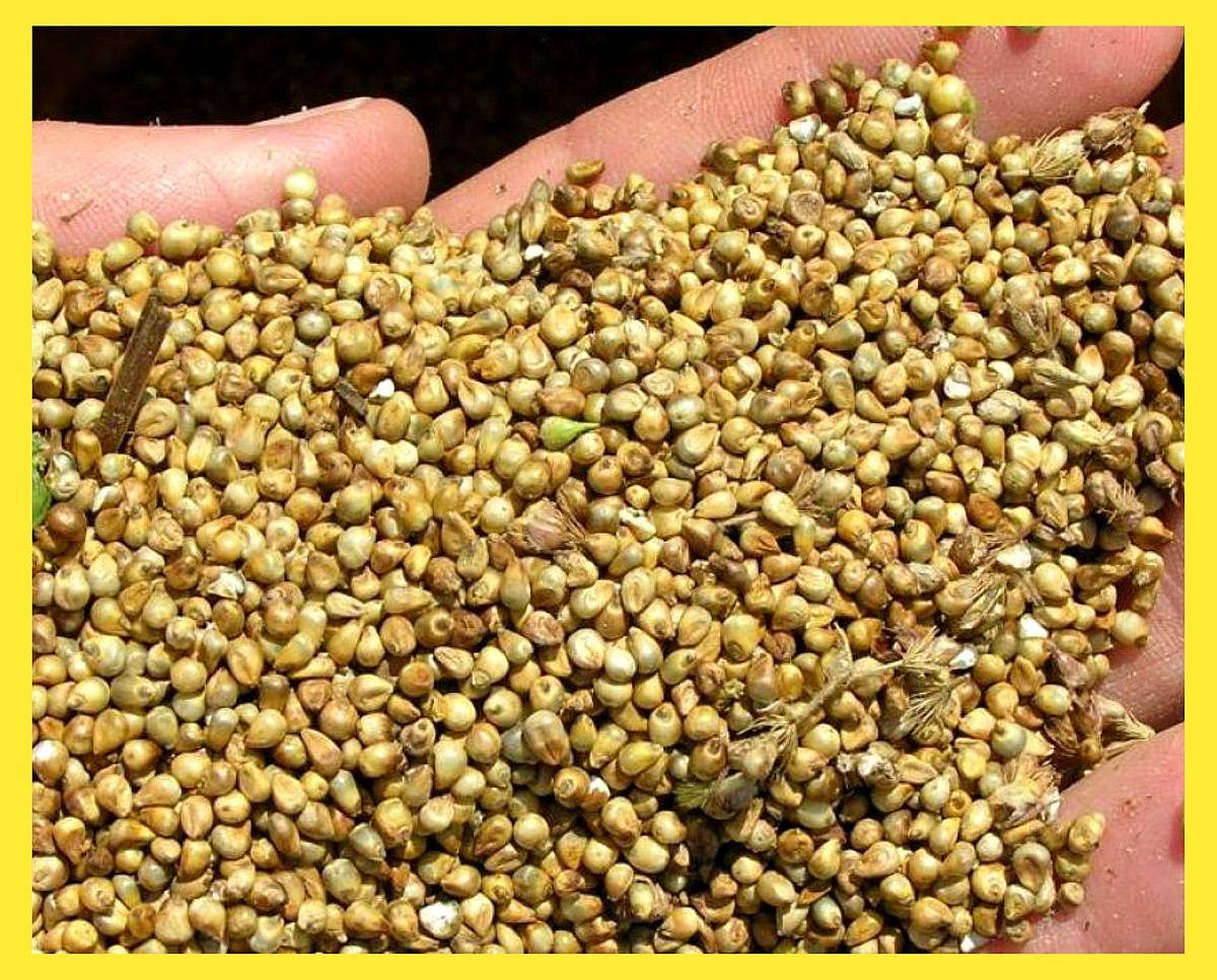Compramos Mijo Consumo Export. Semilla en Zonas Productoras - Agroads
