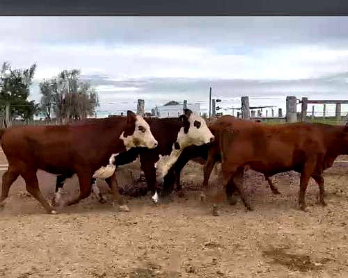 Rodeo de 35 Vacas Invernada Cruzas Gordas 390 Kg $ 230 + IVA - Agroads