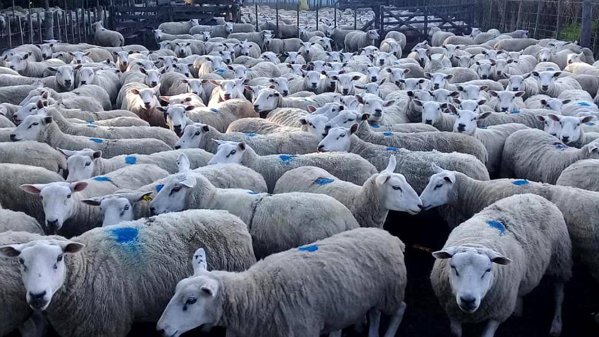 Ovejas y Corderas Texel - Agroads
