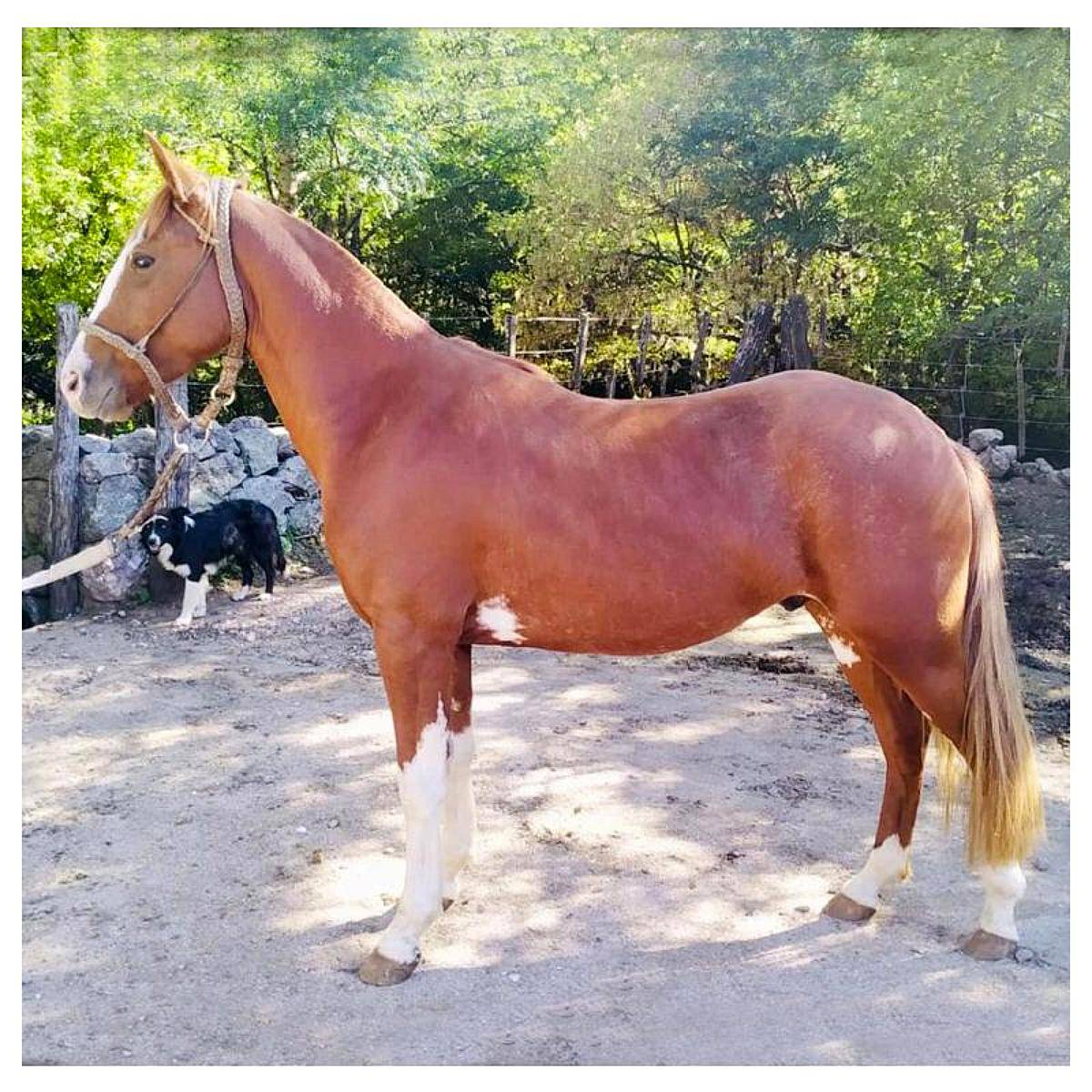 Potrillo Criollo. Alazán Overo. - Agroads