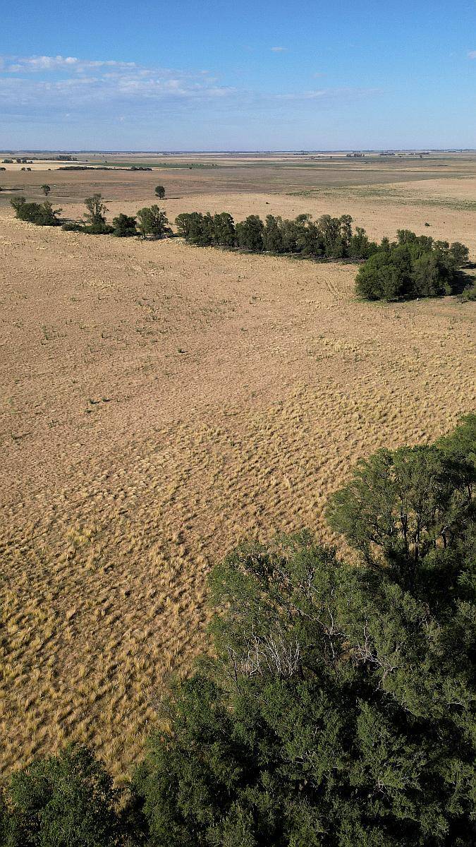 300 Has Monte Nievas. 300 hectáreas. - Agroads