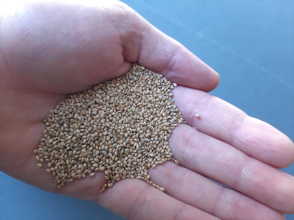 Semilla de Moha Limpia y Embolsada - $ 1.050 - Agroads