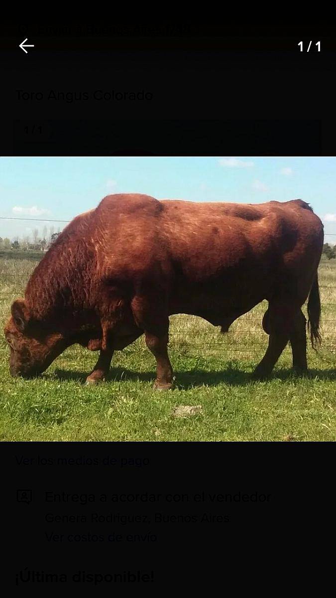 Toro Aberdeen Angus Colorado - Agroads