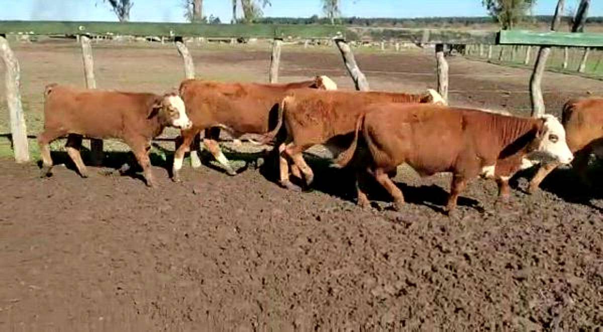 Repler Bolt Revaloraciones Opcion 120 Terneros Braford - Agroads (cod ...