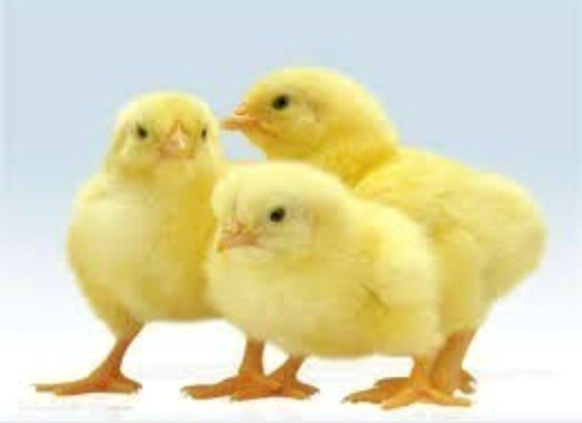 Pollos Bebes Doble Pechuga - Agroads