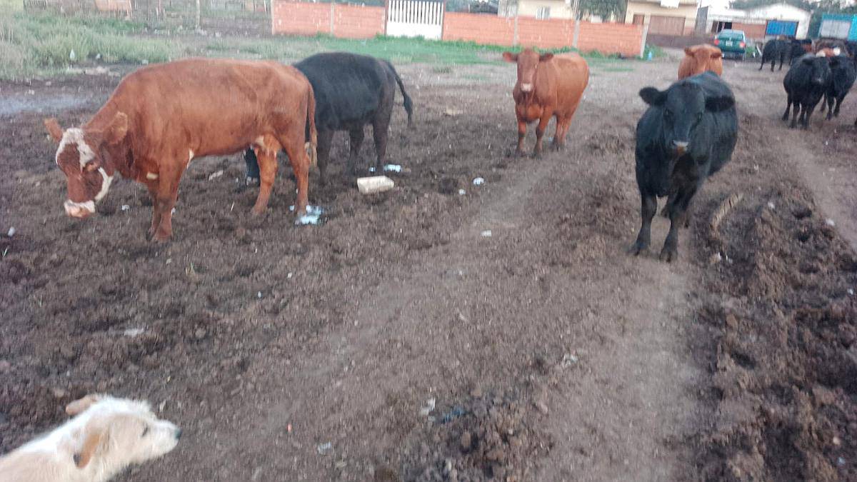 Vendo Rodeo de Vacas de 31 Cabezas(vacas Toro y Terneros - Agroads