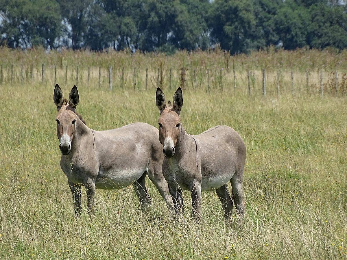 Burros de Raza Provenza - Agroads