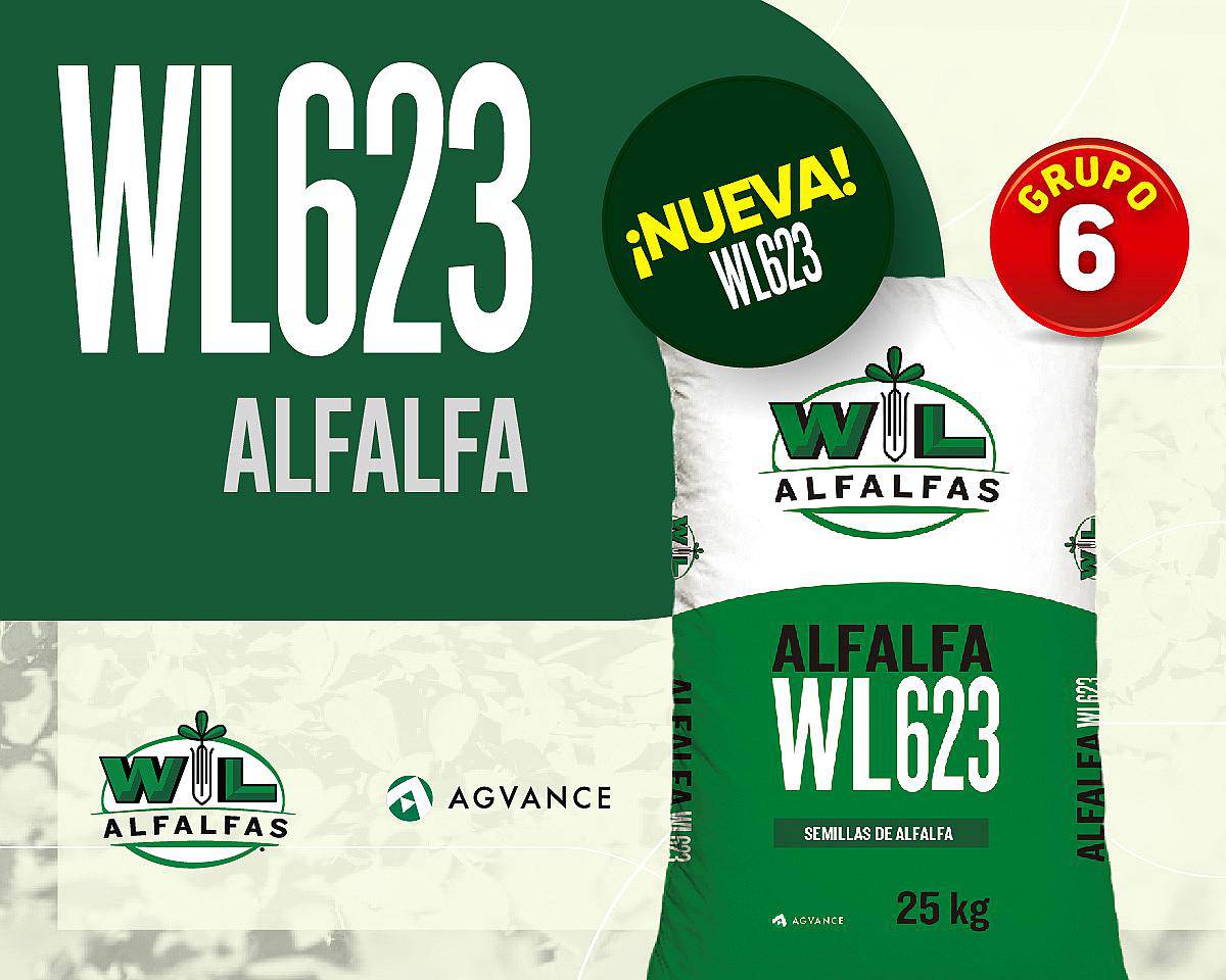 Alfalfas WL - WL 623 Nueva - Agroads
