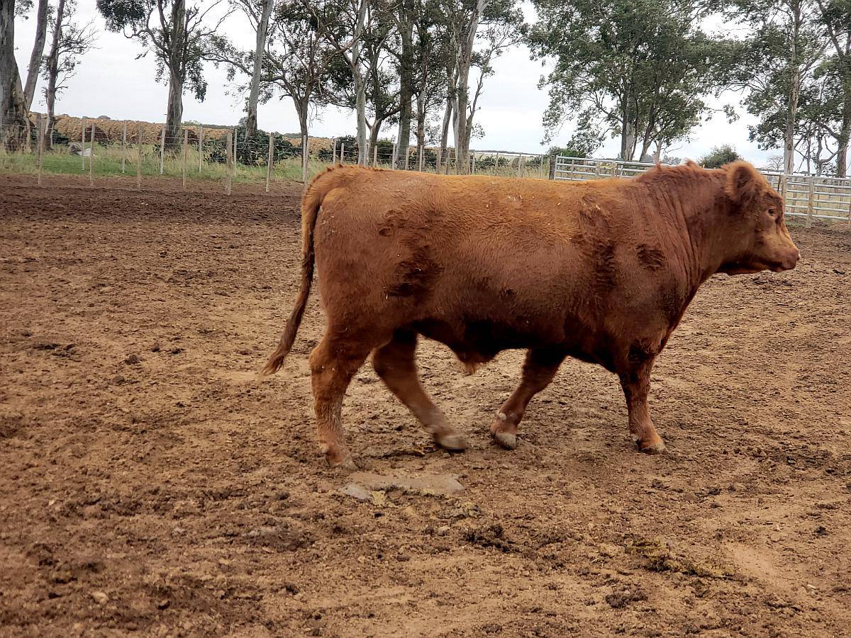 Toros Aberdeen Angus y Brangus - Agroads