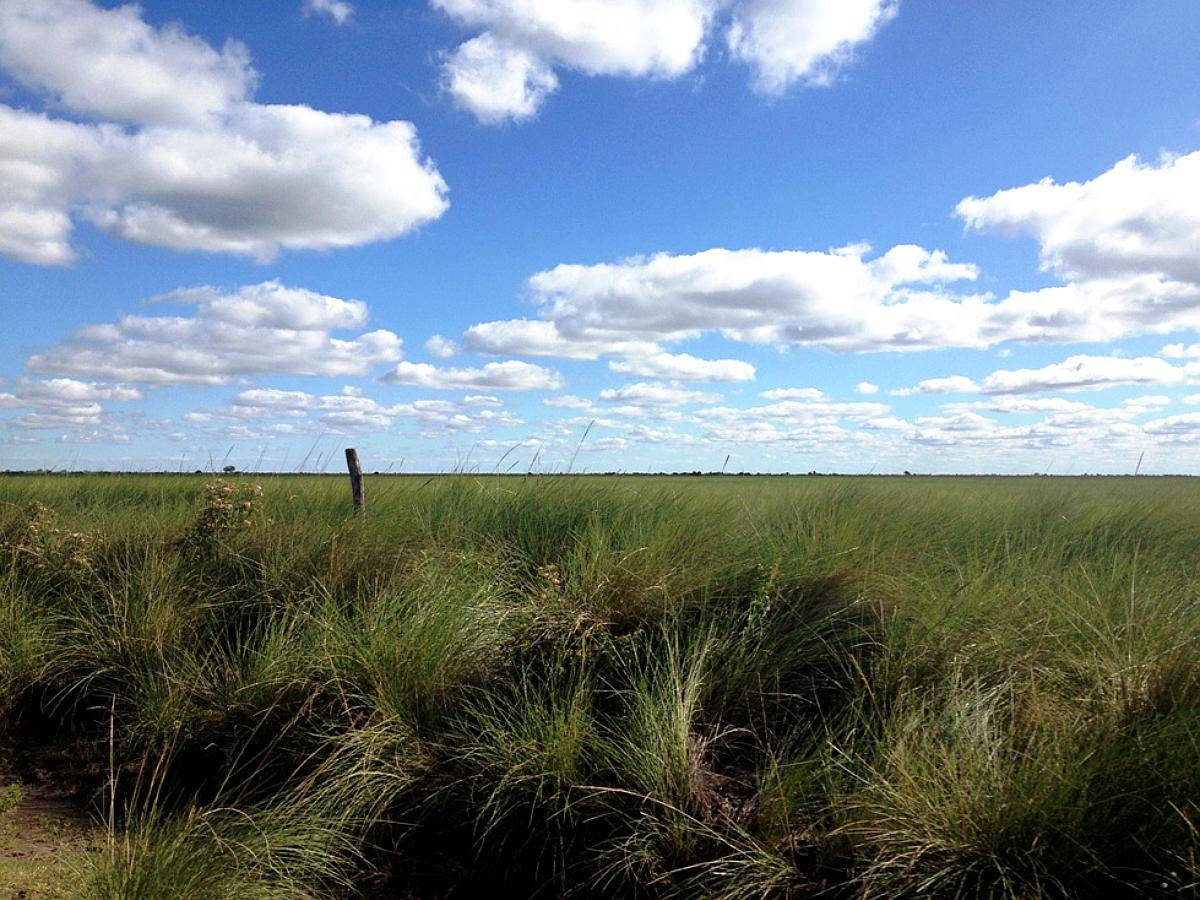 Oportunidad Campos SUR SGO del Estero - $ 90 / ha - Agroads