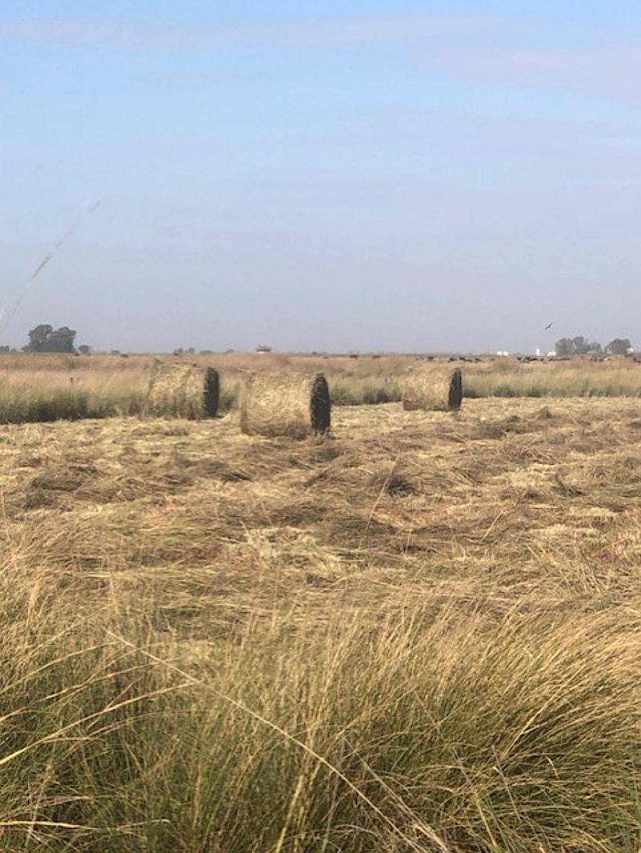 Rollos de Pasto 2023 en Pehuajo - $ 15.500 - Agroads