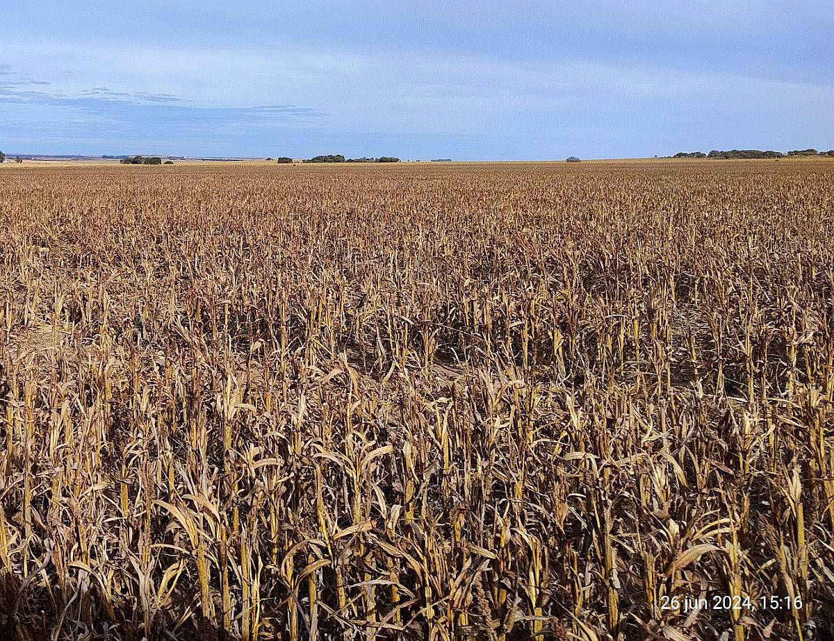 Campo de 600 Has en Chaján Ideal para Soja, Maíz, Sorgo y. 600 ...