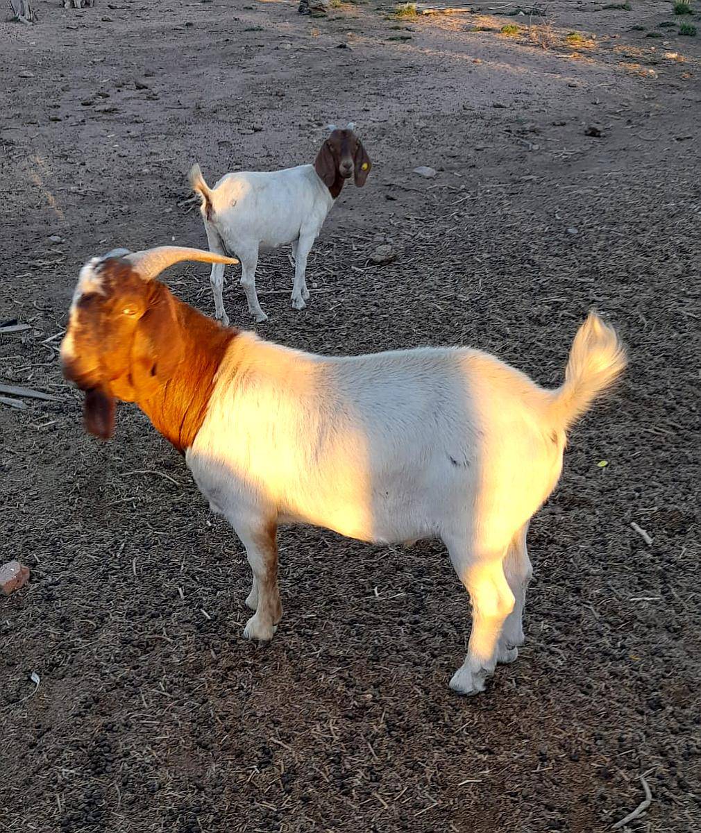 1 Hembra Boer Pura de 1 año y 3 Meses - Agroads