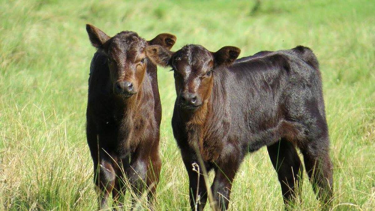 1 Simple o Doble Terneros Brangus 120/ 140 Kilos $ 420 Kg - Agroads