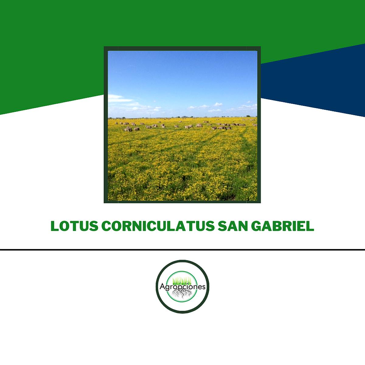 Semilla de Lotus Corniculatus San Gabriel - Agroads