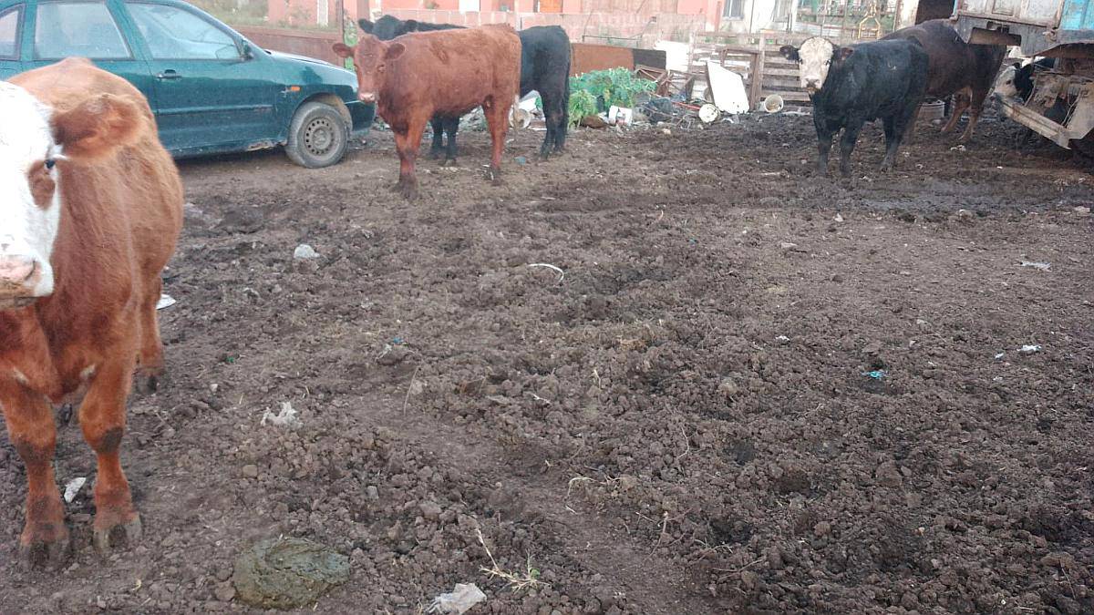 Vendo Rodeo de Vacas de 31 Cabezas(vacas Toro y Terneros - Agroads