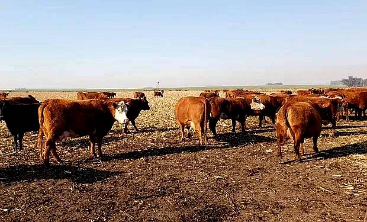 150 Vacas Preñadas VER Especificaciones Antes de Contacto - Agroads
