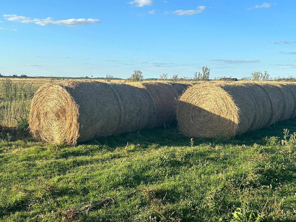 Rollos de Trigo Puro - Agroads (cod: 898856)