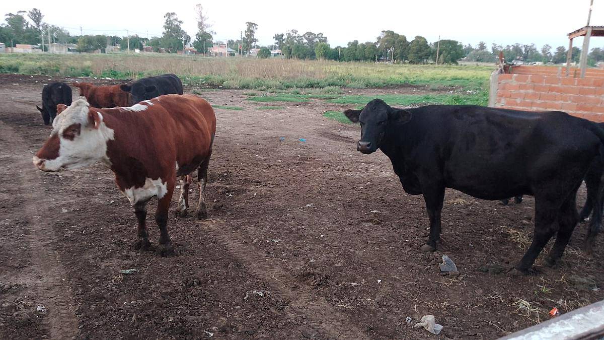 Vendo Rodeo de Vacas de 31 Cabezas(vacas Toro y Terneros - Agroads